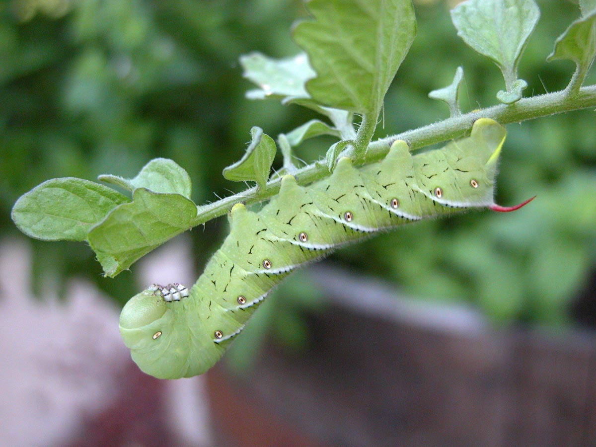 Tobacco hornworm caterpillar (Manduca sexta)